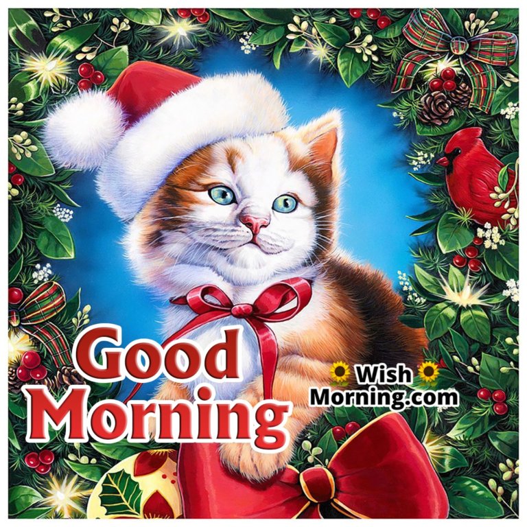 Good Morning Cat Images to Brighten Your Day - Wish Morning