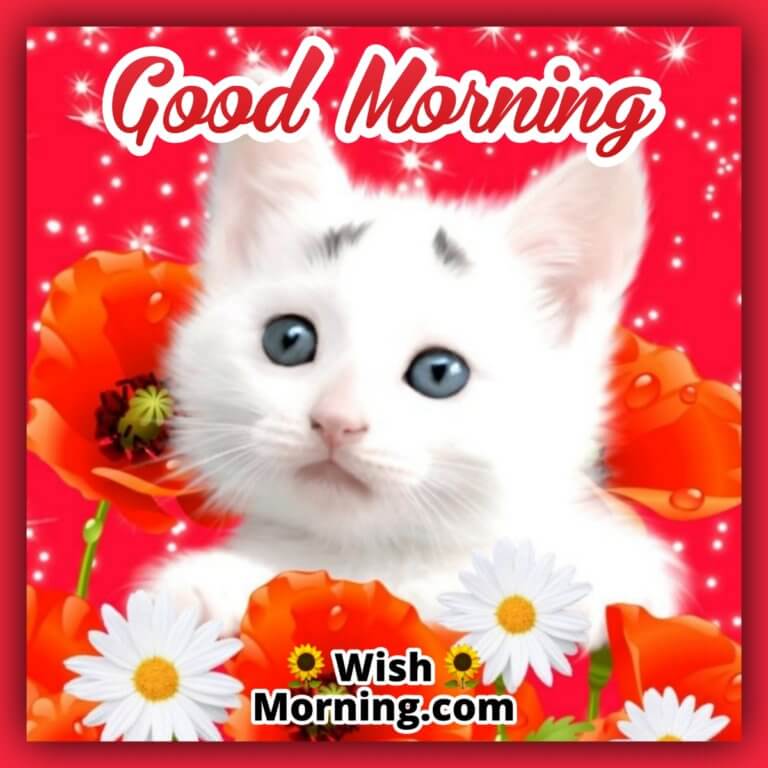 Good Morning Cat Images to Brighten Your Day - Wish Morning