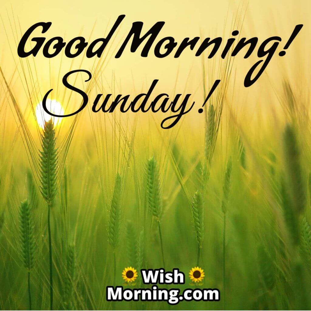 Sunday Morning Wishes for a Peaceful and Joyful Day - Wish Morning
