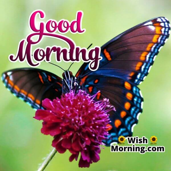 Good Morning Butterfly Beautiful Images for Bright Start - Wish Morning
