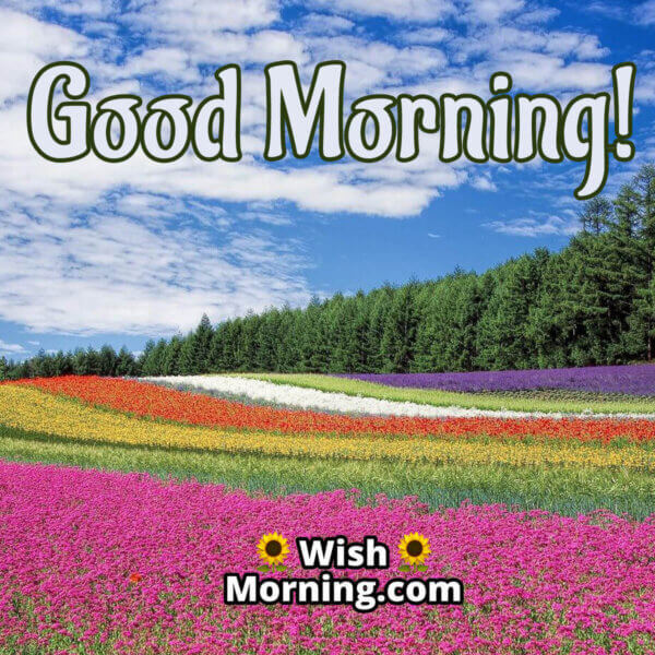 Good Morning Nature Images to Start the Day with Peace - Wish Morning