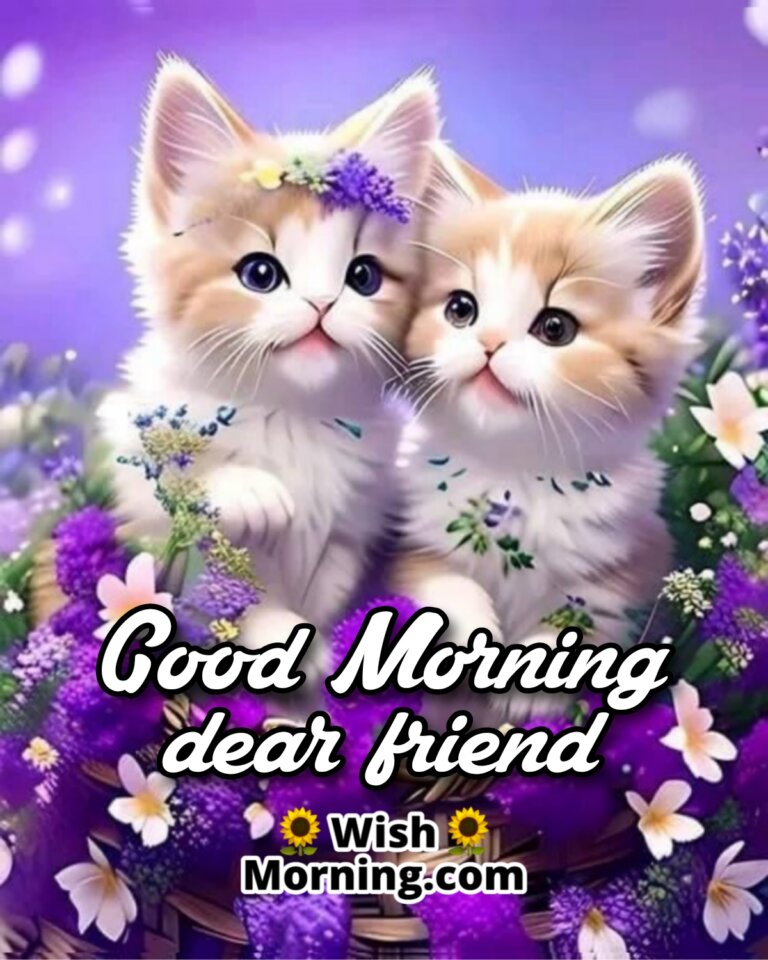 Good Morning Cat Images to Brighten Your Day - Wish Morning