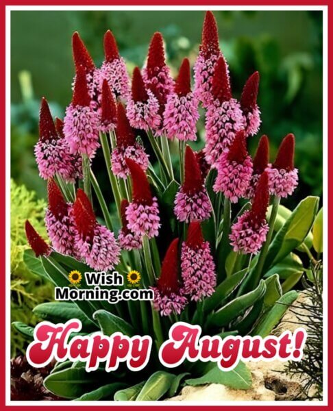 August Month Wishes and Quotes for a New Beginning - Wish Morning