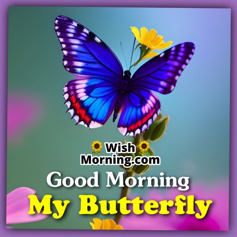 Good Morning Butterfly Beautiful Images for Bright Start - Wish Morning